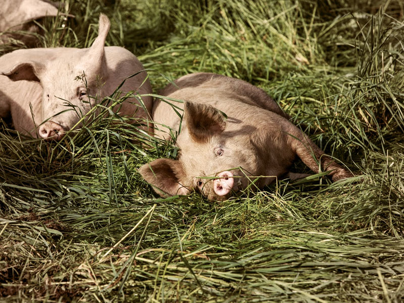 Le Porc fermier - Fébéo